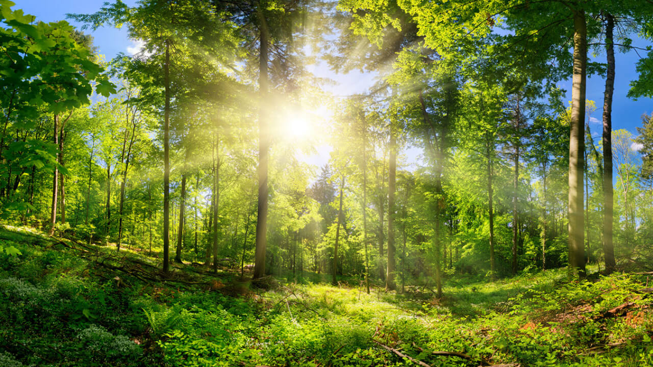 The Pros and Cons of Selling Timber: What North Carolina Landowners ...
