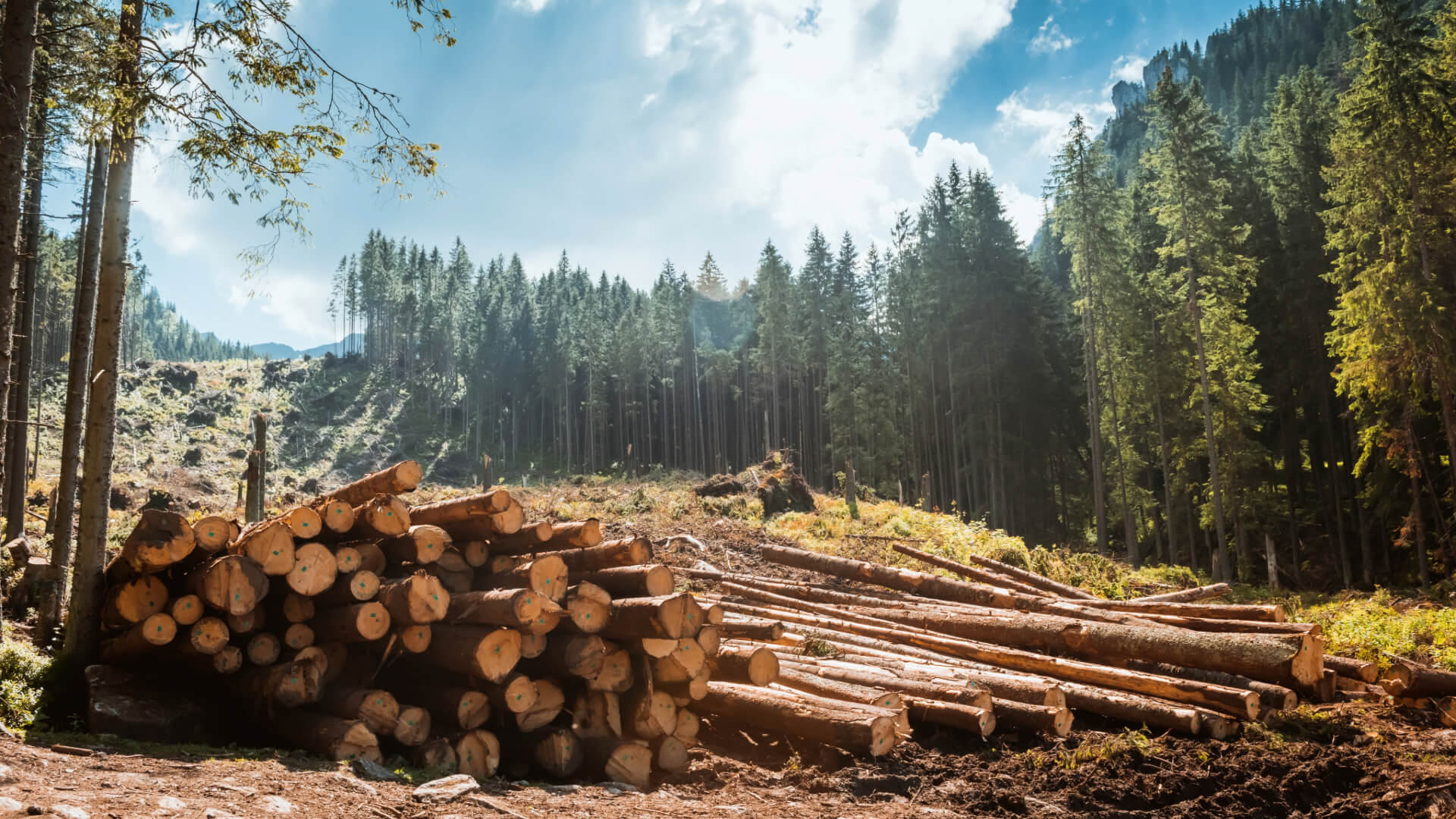 Timber Pricing Guide: 8 Factors That Determine Your Tree's Worth ...