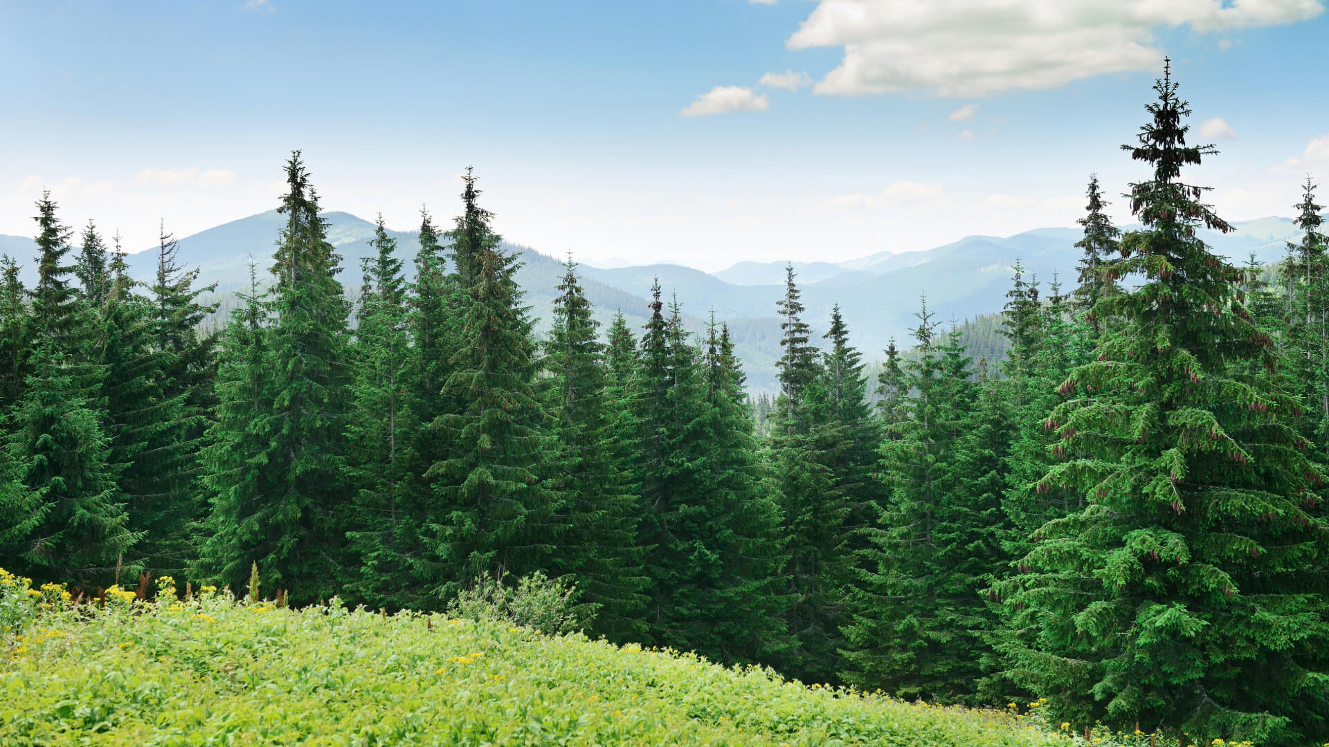 Thinning Pine Trees and Plantations: When, Why and How - Carolina ...