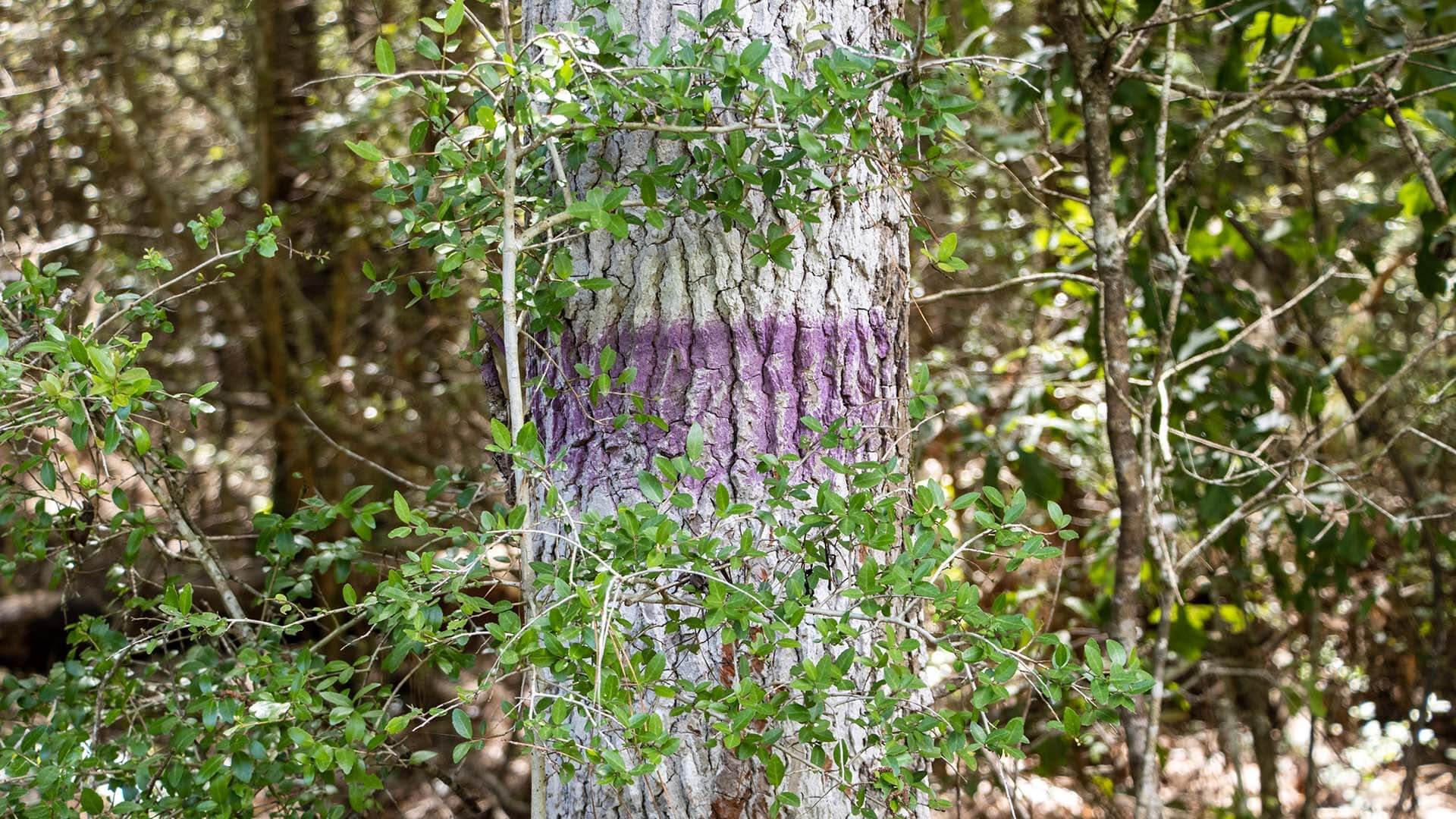 Purple Paint: The No Trespassing Sign You Might Not Know About ...
