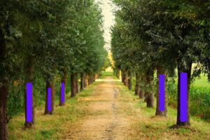 Purple Paint: The No Trespassing Sign You Might Not Know About ...