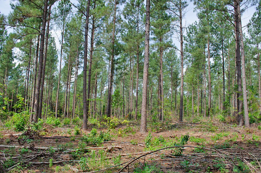 Sam Blackwell Road Tracts - Carolina Forestry & Realty