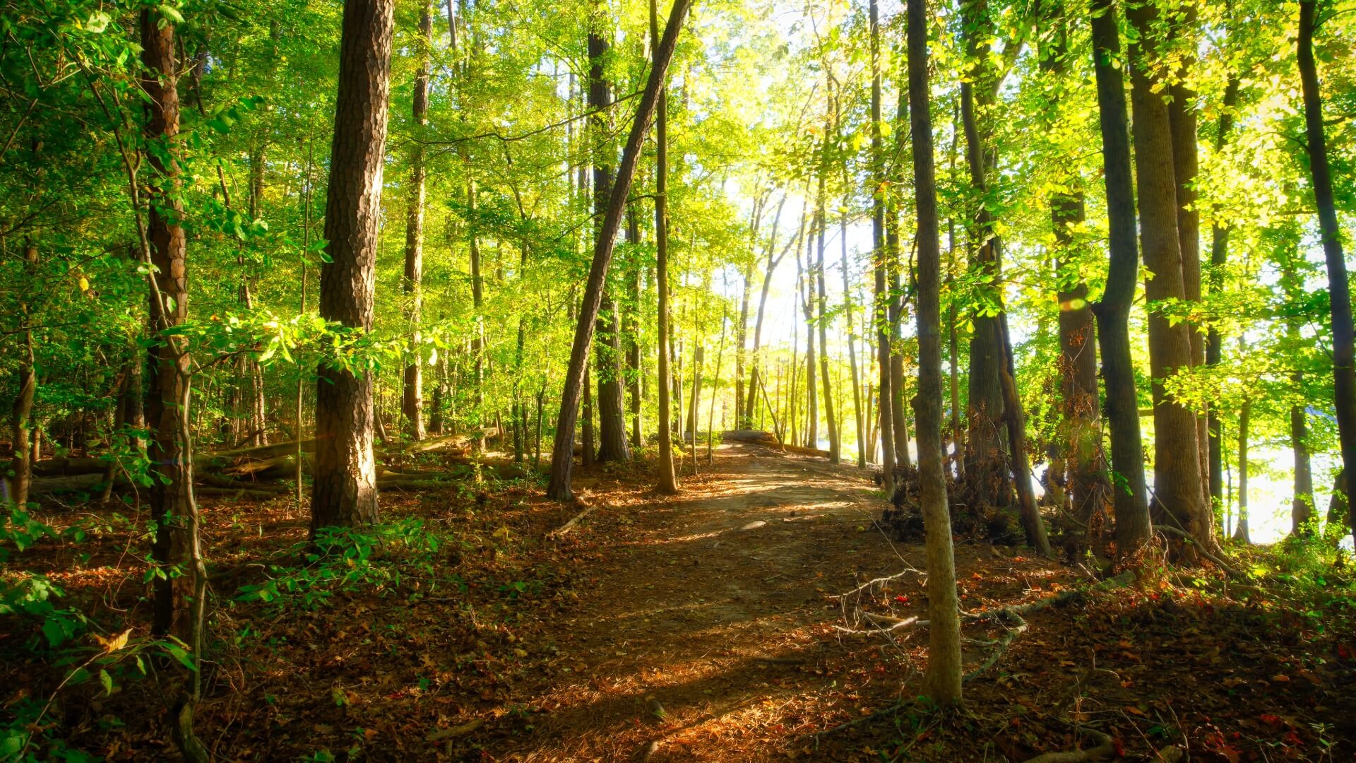 Mills River Launches Land Preservation Program - Carolina Forestry & Realty