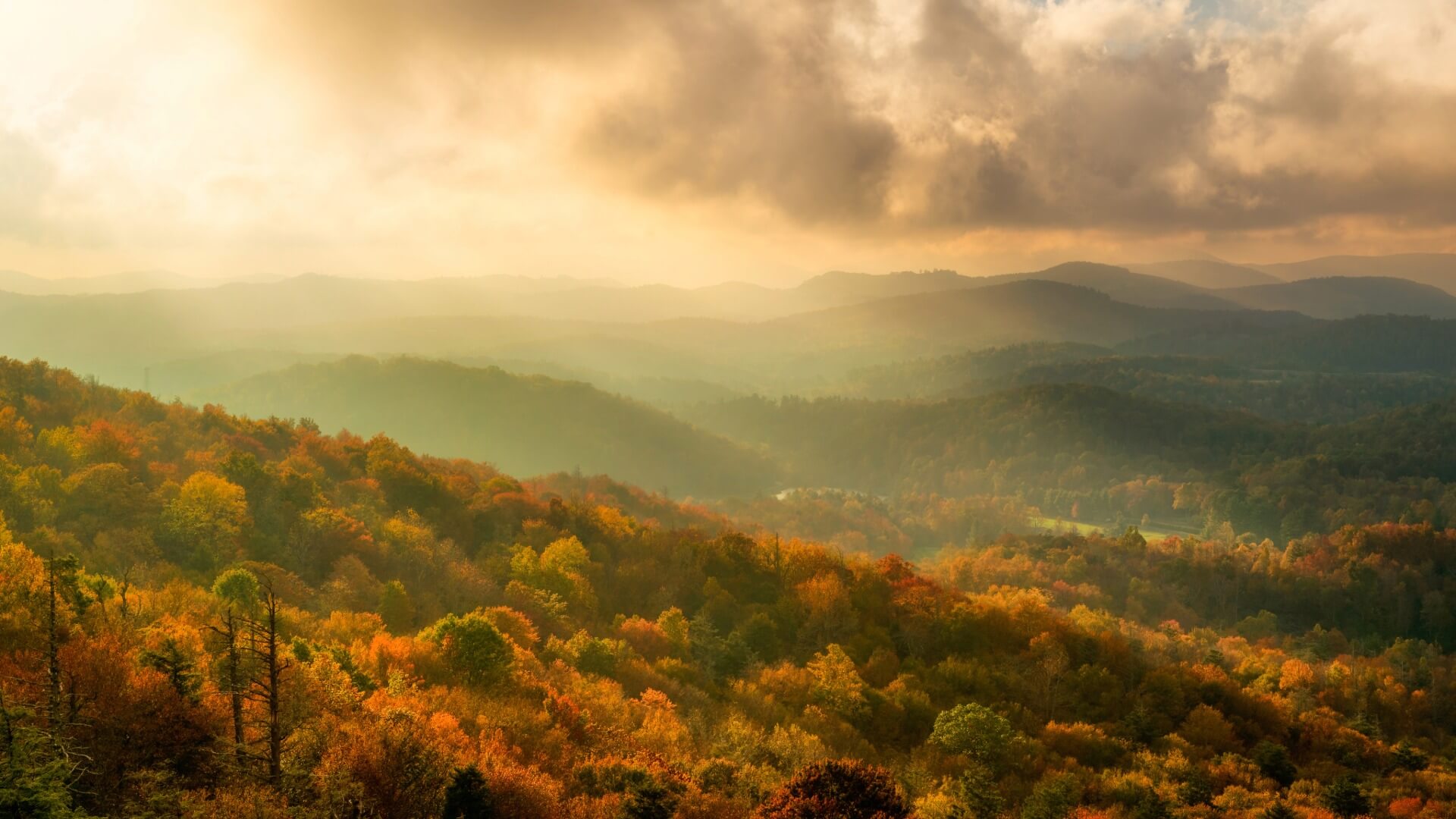 Tips for Thriving in North Carolina’s Unique Environment - Carolina ...